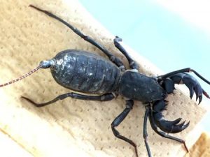 クモ?サソリ??世界3大奇虫! | 動物プロダクション SCIENCE FACTORY ltd.